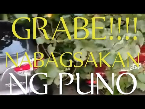 GRABE!!! NABAGSAKAN NG MALAKING PUNO TATLONG SASAKYAN🔥🔥🔥🔥 - YouTube
