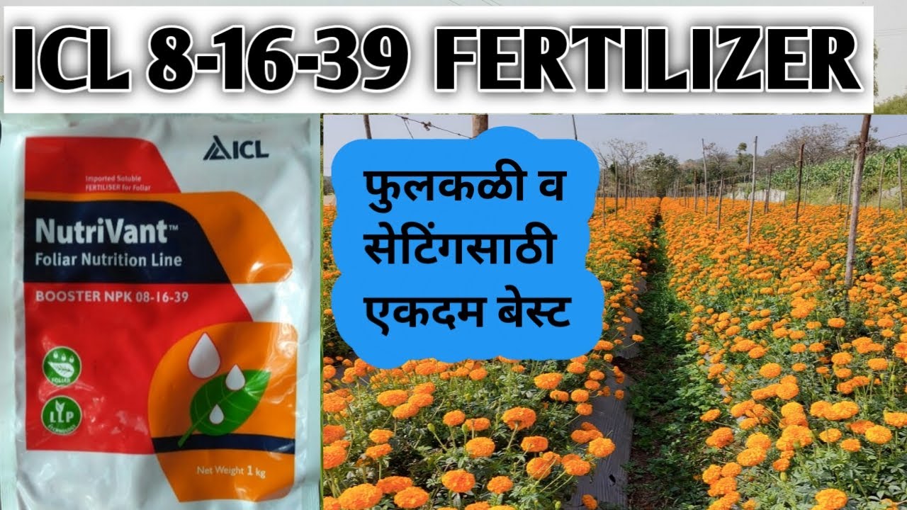 ICL 8-16-39 BOOSTER GRADE | ICL |BOOSTER GRADE | ICL NUTRIVANT - YouTube