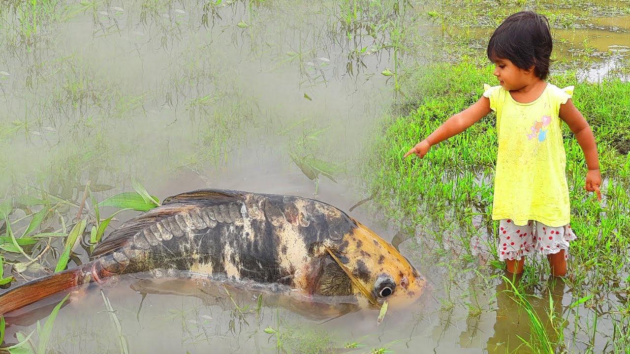 Amazing Girl catching big Gold fish in water ⏩ Small girl hand fishing ...