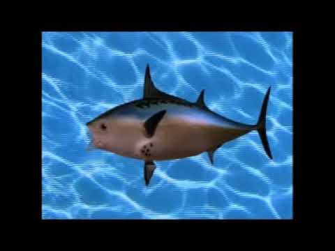 joebob squarepants intro - YouTube