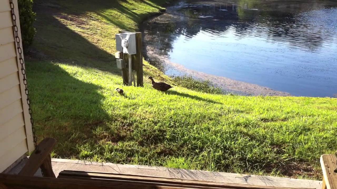 Baby Ducks Eating Bugs - YouTube
