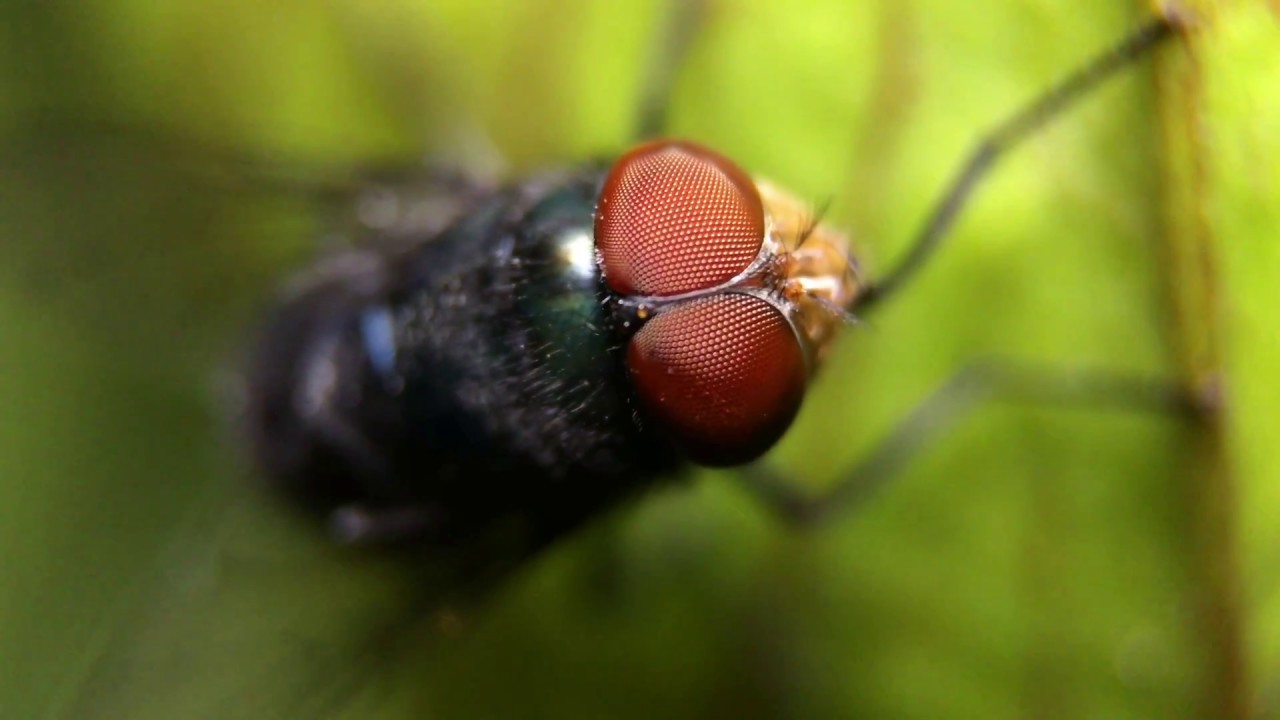 Olloclip Macro Pro Lens: FLY MAGNIFIED IN 4K! - YouTube
