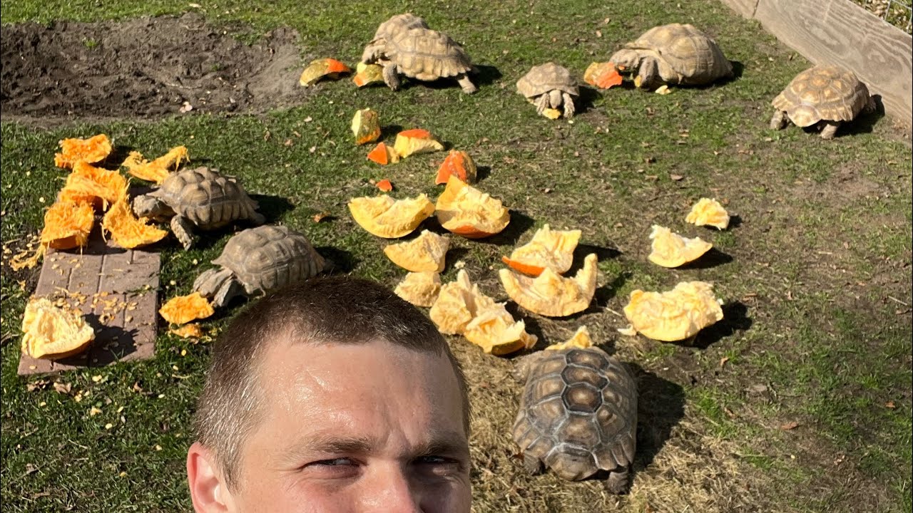 Feeding adult sulcata tortoises last pumpkins of the season - YouTube