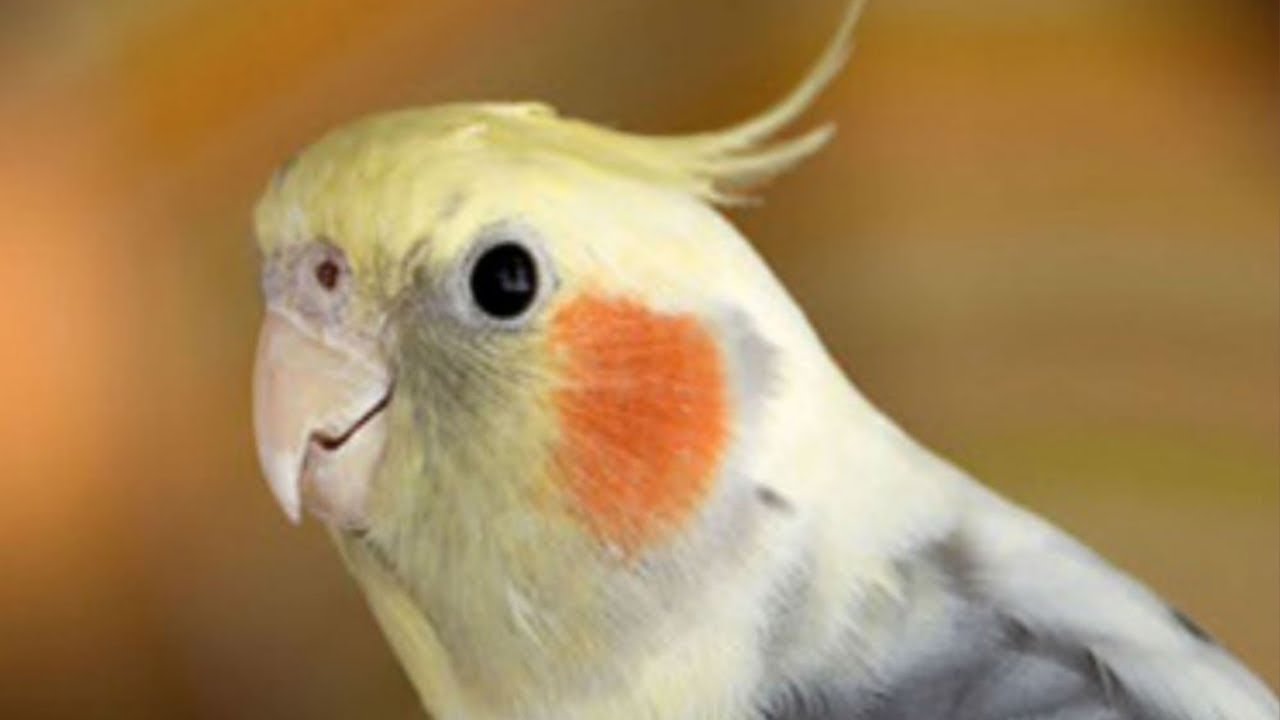 Cute and Funny Cockatiels HSW96 - YouTube