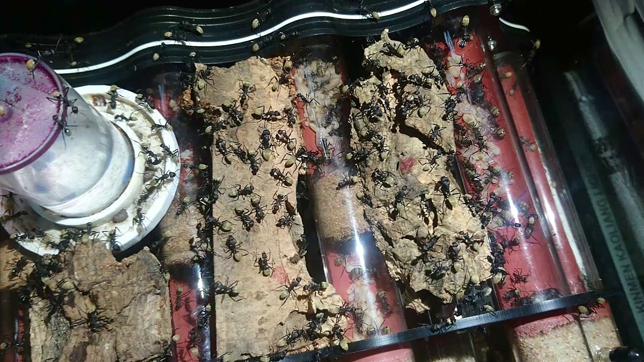 C.fulvopilosus-(Balbyter ants) 吃生肉 - YouTube