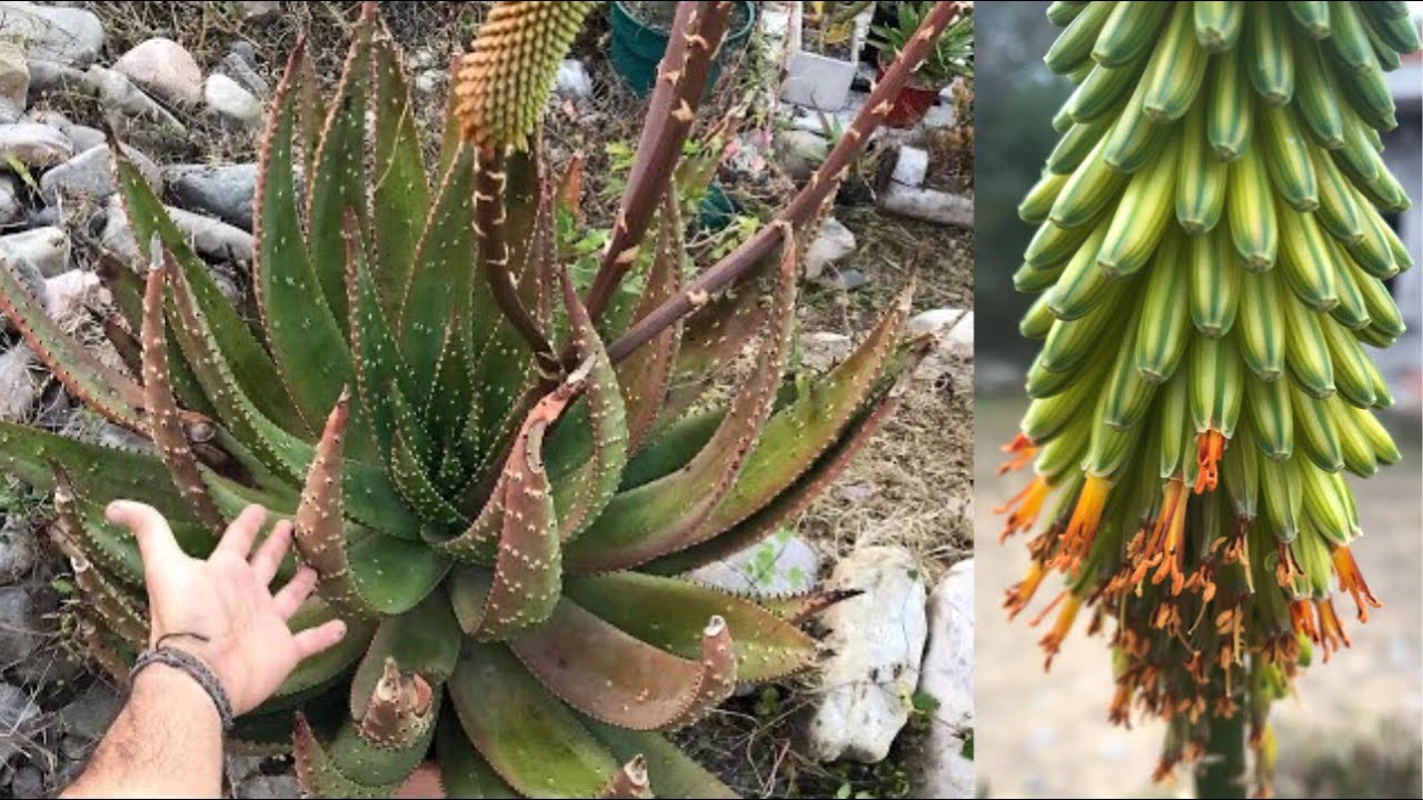 El REY de los ALOES | Aloe aculeata | Exterior, sol pleno y cuidados ...