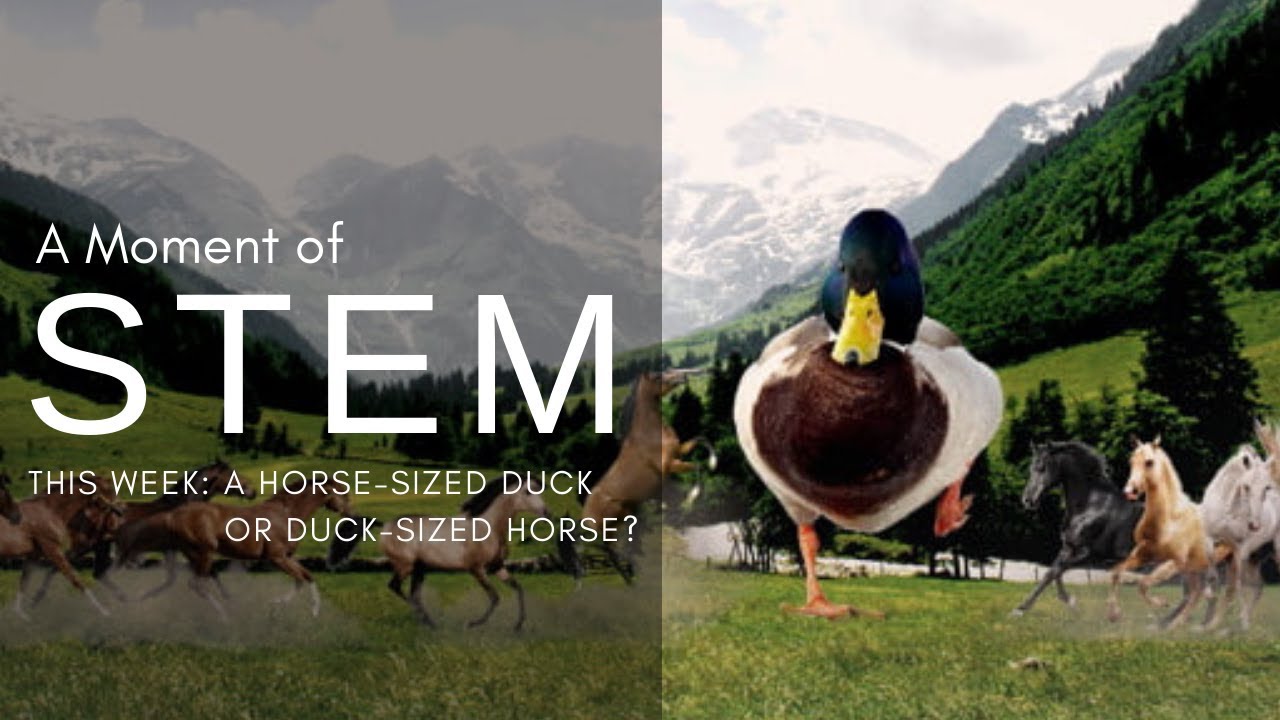 A Moment of STEM: A Horse-Sized Duck or a Duck-Sized Horse - YouTube