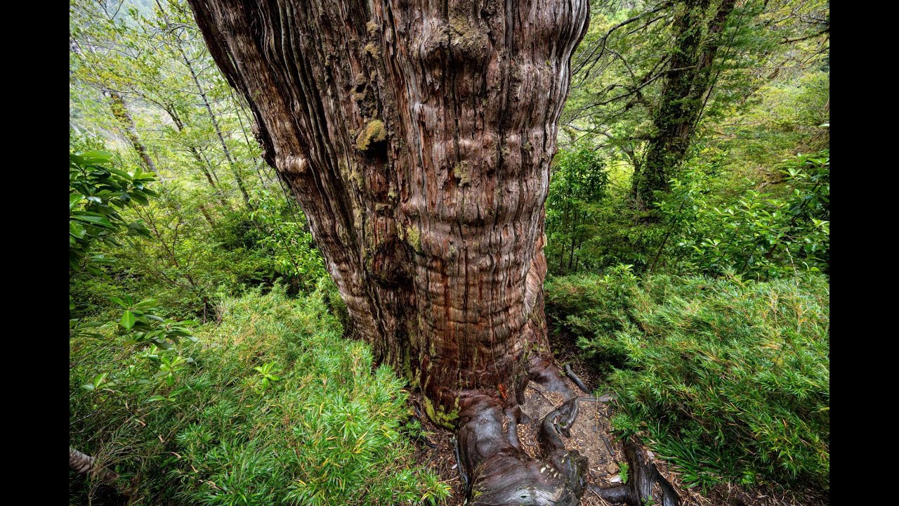 5000 year old tree from Chile recognized as the oldest tree in the ...