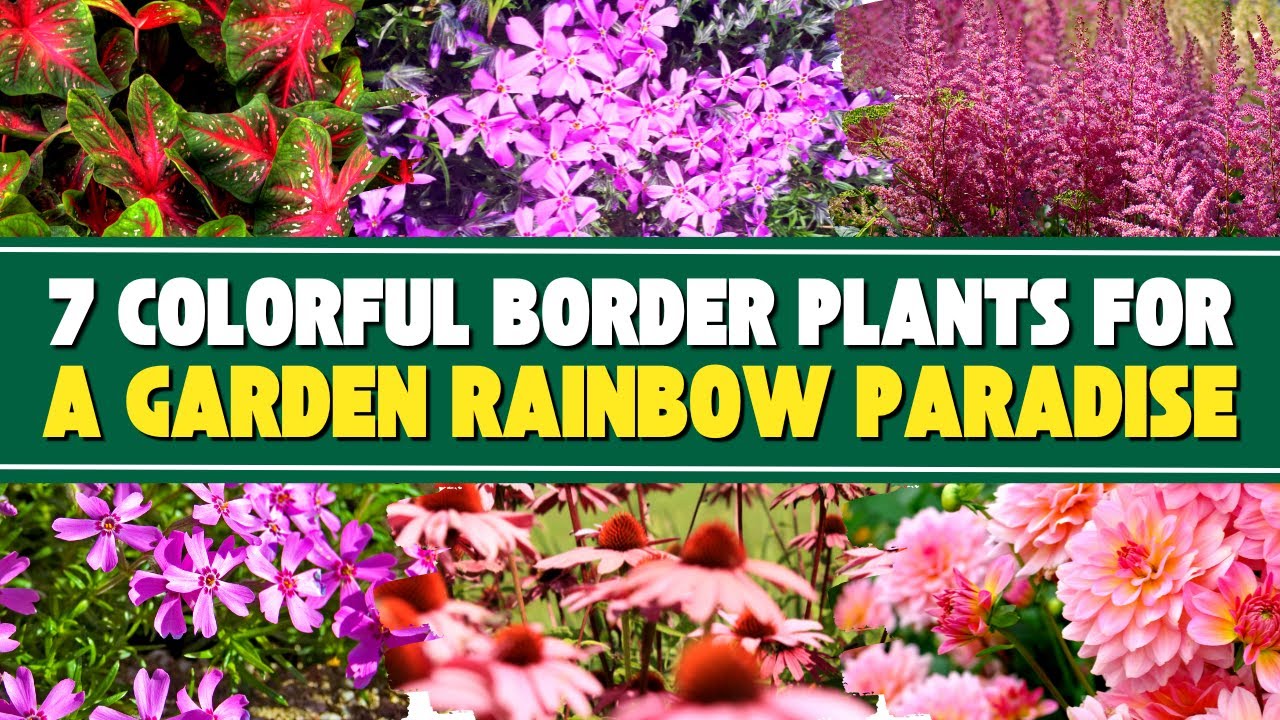 7 Colorful Border Plants That Will Make Your Garden a Rainbow Paradise ...