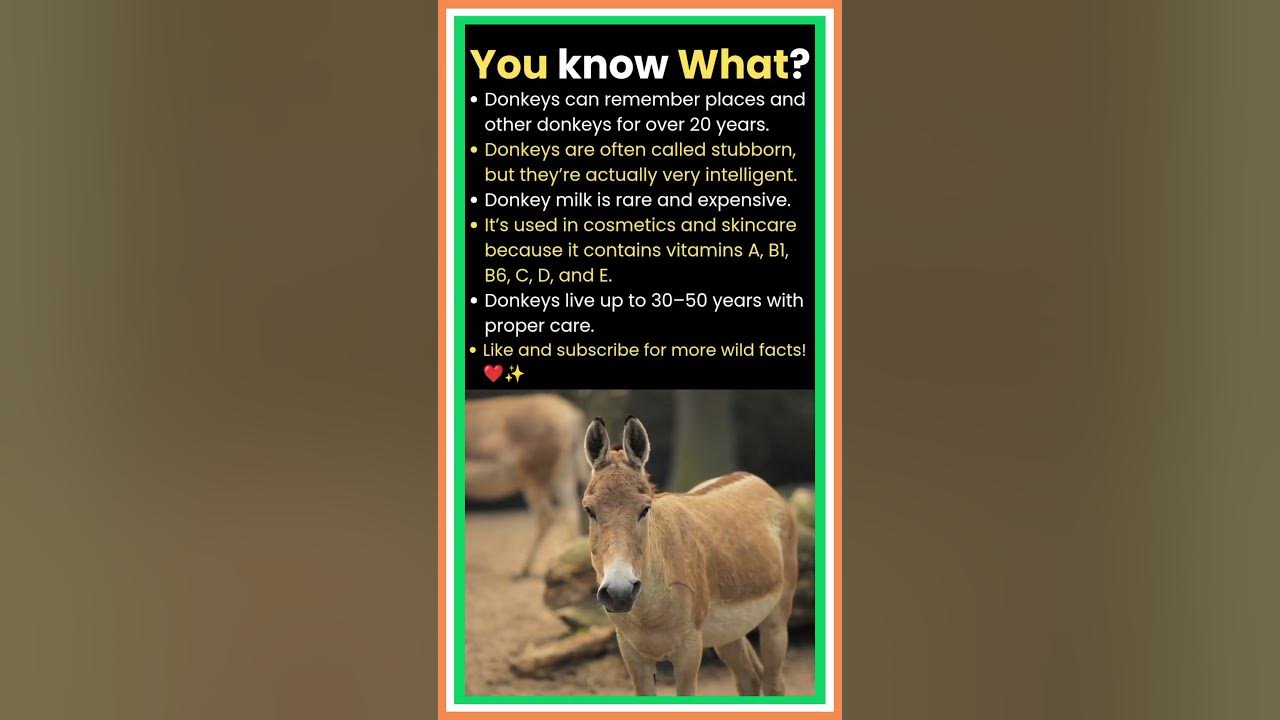 Are Donkeys Truly Stubborn, or Just Highly Intelligent? - YouTube