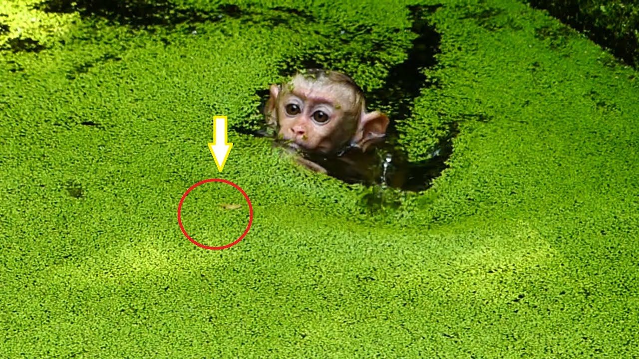 Bravo baby Lucy jump into water try finding mom in the pool, Baby Lucy ...