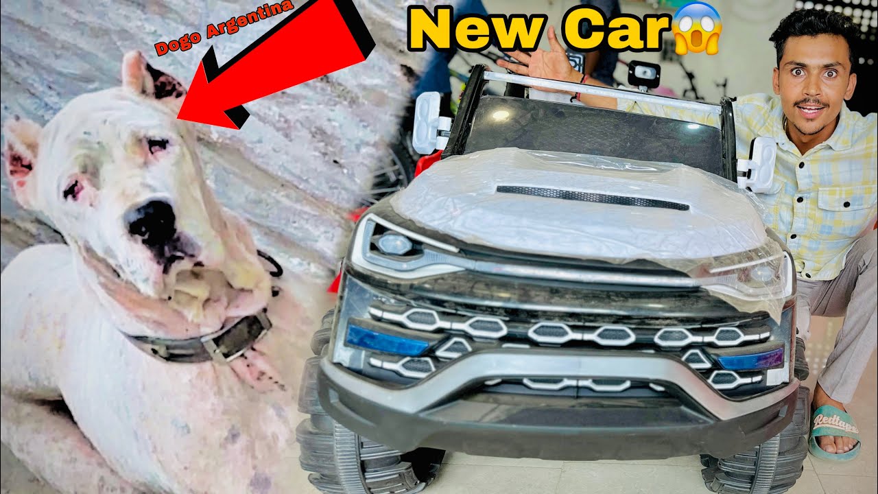 Ye Car to Must Hai😱 Old Dogo Argentina Dog Mila - YouTube