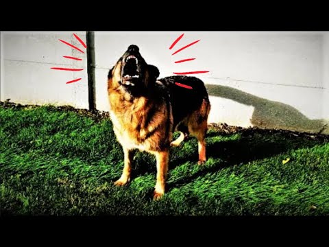 Chien Qui Aboie À L'extrême - ÉCARTEZ-VOUS !!