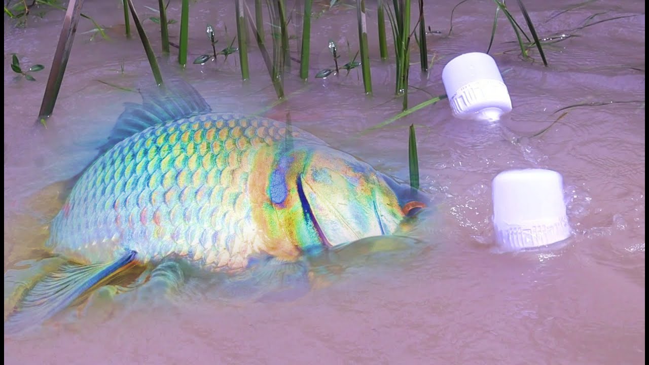 Amazing Fishing Video💯 Hook Fishing By Electrical bulbs Fish Trap💯 ...