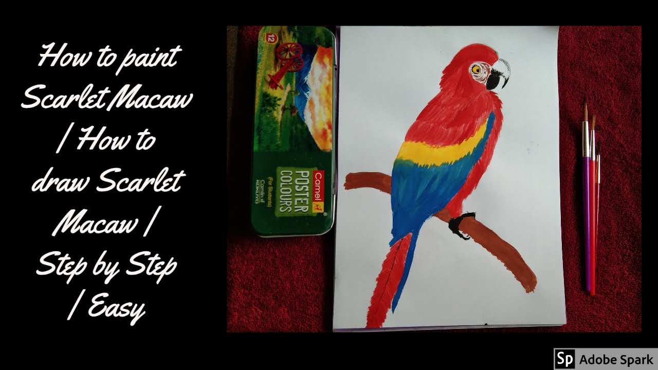 How to paint Scarlet Macaw | How to draw Scarlet Macaw | Step by Step ...