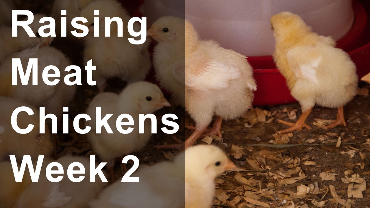 Raising Chickens for Meat: Week 2 of 8, In The Brooder - YouTube