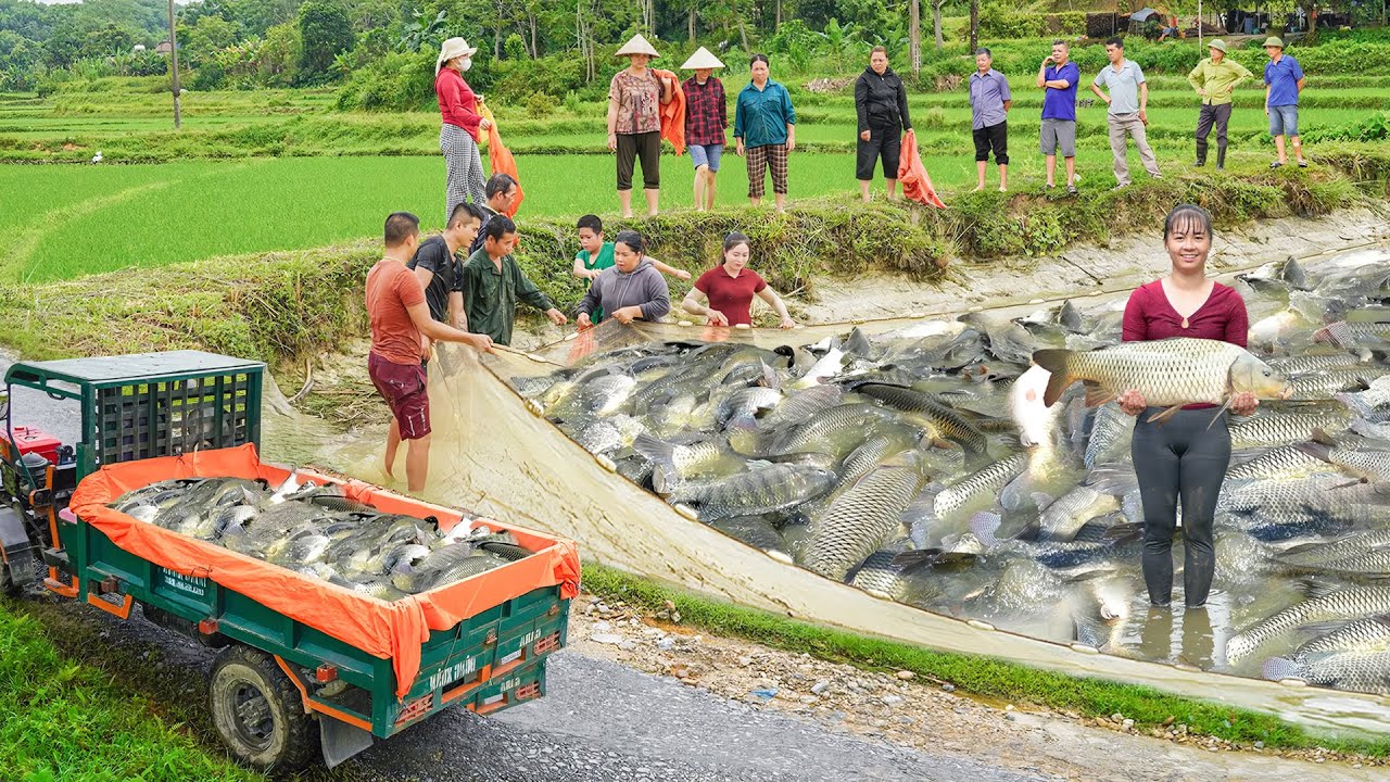 Drag The Net To Harvest 1000+ Big Fish In The Lake - Use Truck ...