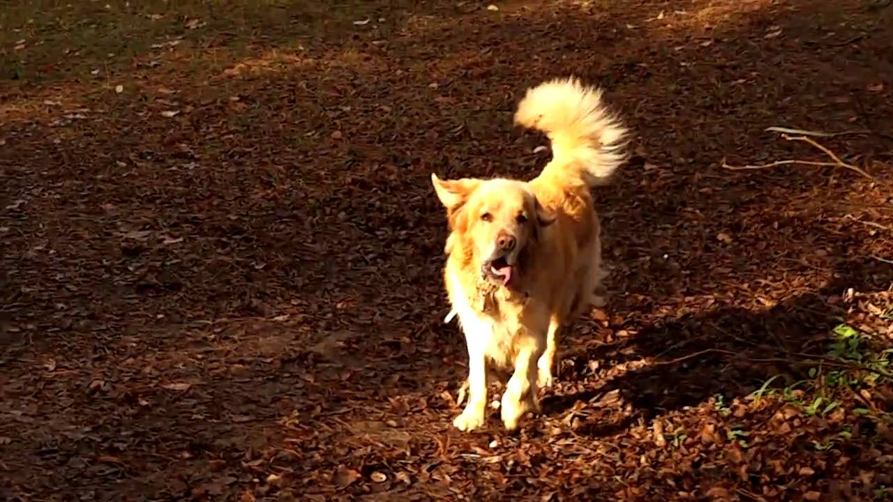 Olympus E-5 (720p video)