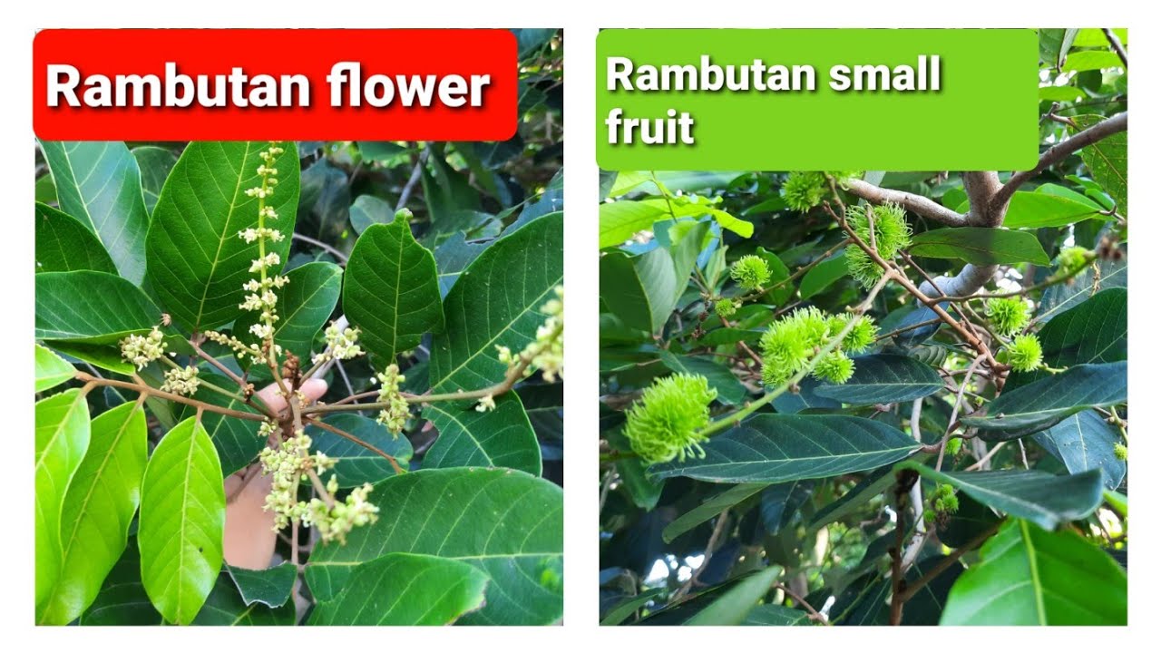 Rambutan flower / Rambutan small green fruit / Rambutan no. 4 - YouTube