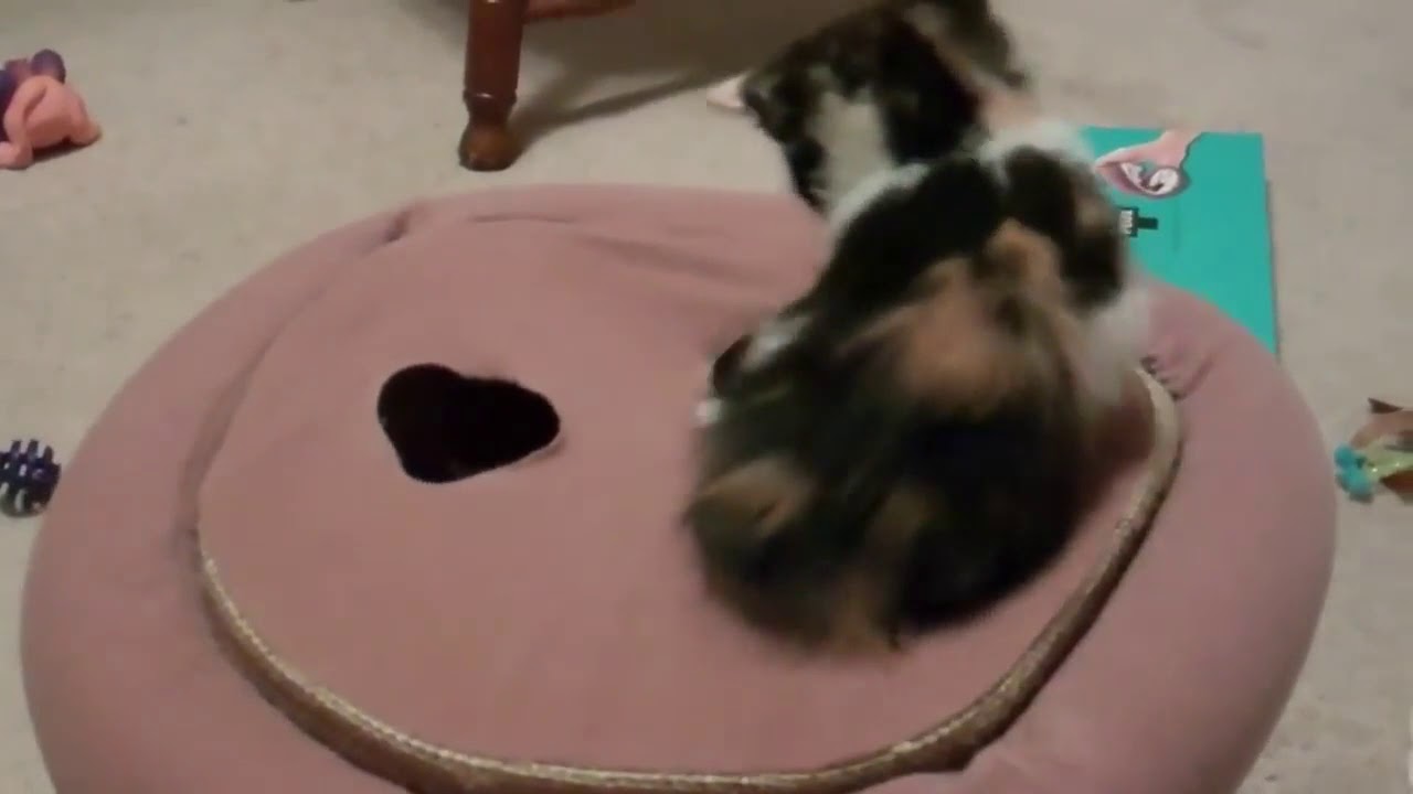Small cats playing, funny cat for children cats laugh - YouTube