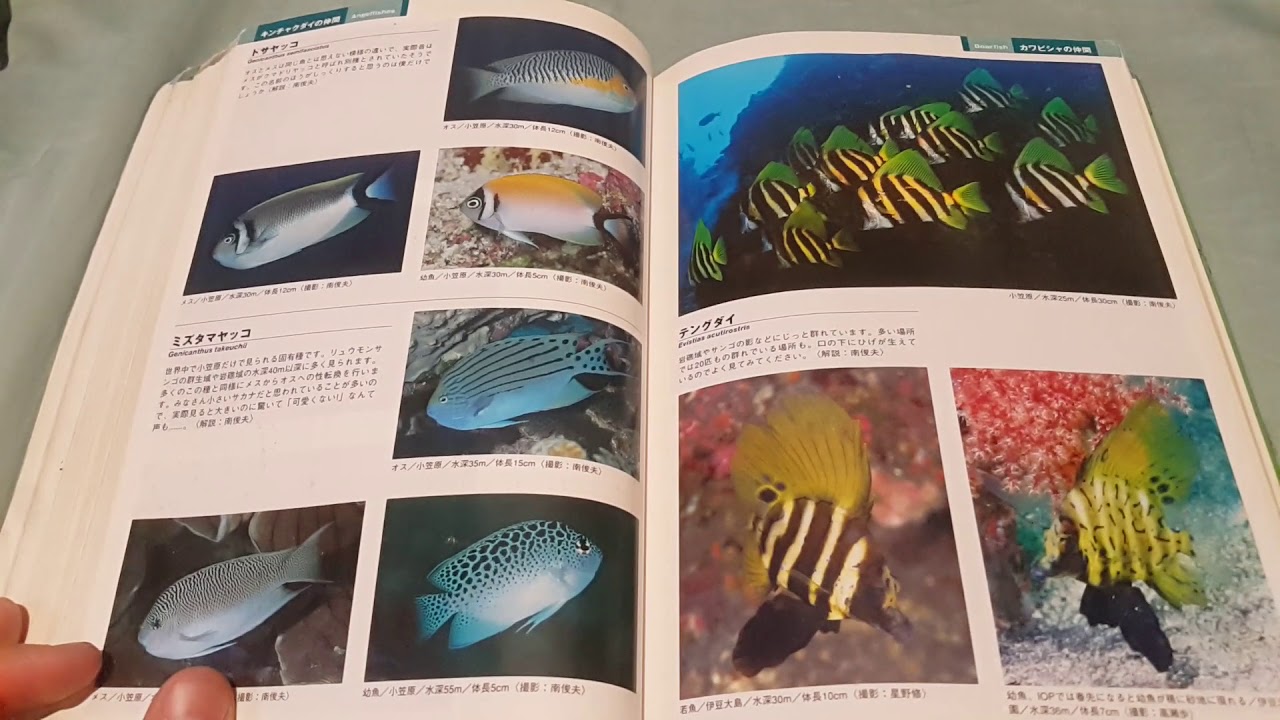 fish watching guide part 1 - YouTube