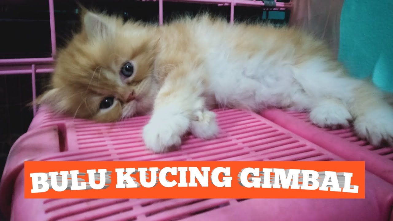 KUCING GIMBAL!! CARA MENGATASINYA GIMANA?? #kooarief #kucinglucu # ...