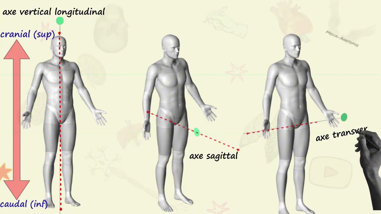 PLANS, AXES, MOUVEMENTS | ANATOMIE - YouTube