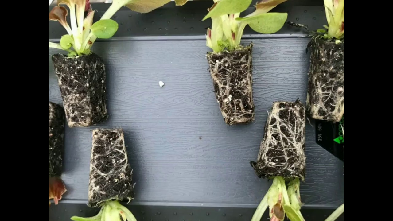 The Power of Microbial Inoculants - YouTube