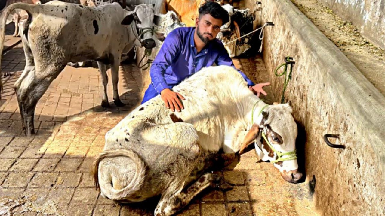 Cow Bimar Hogai Pray For Our Cow | Cow Farm | Cow videos - YouTube