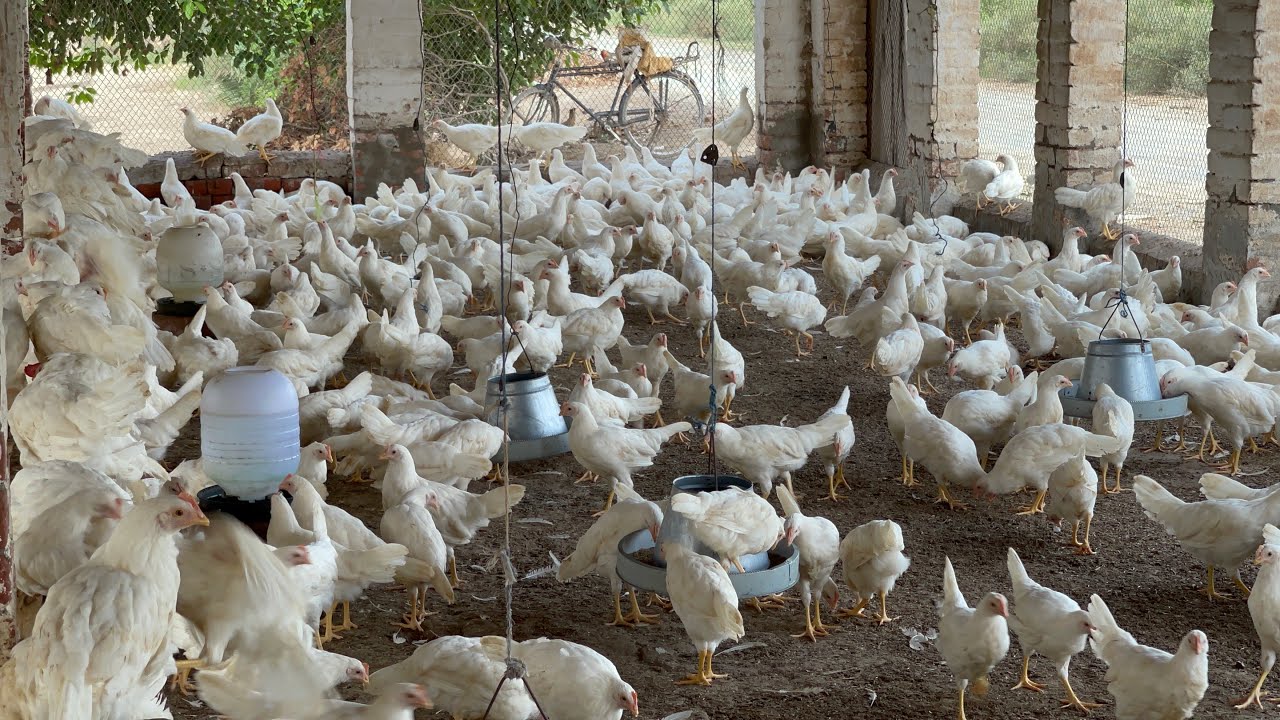 Pakistan Poultry Farm | Pakistan Production | Pakistan farming | part 6 ...