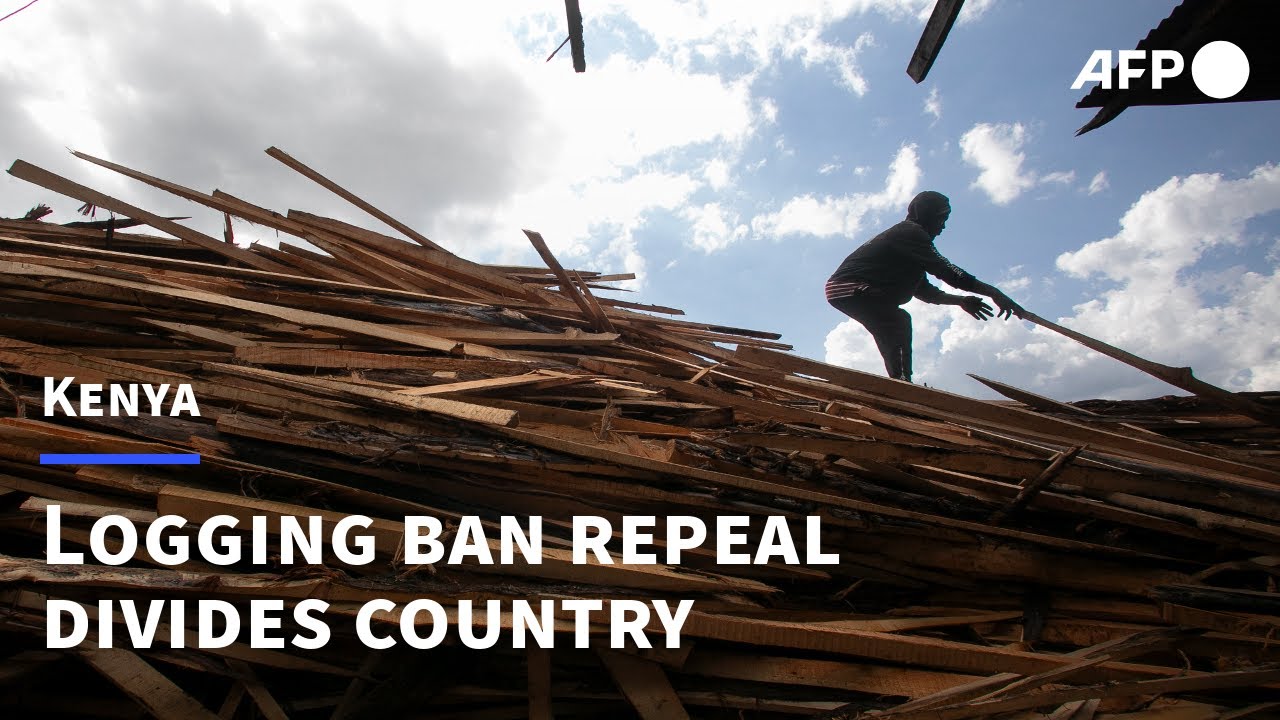 Relief and despair: repeal of logging ban divides Kenya | AFP - YouTube