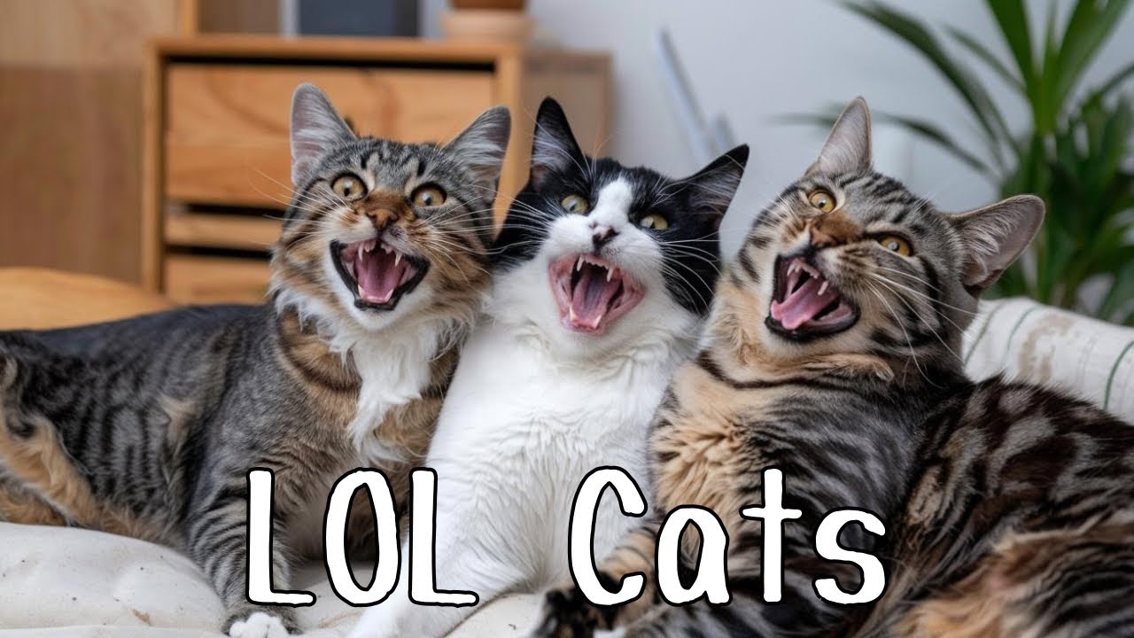 Laughing Cats🐾Funny Cats🐱🎶LOL Cats Song🐾LOL with K-POP and HIPHOP Music ...