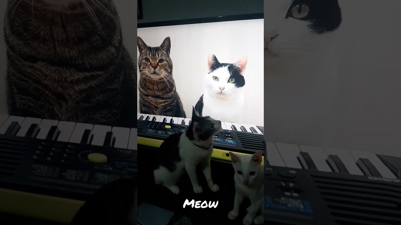 Meow Time😻 - YouTube