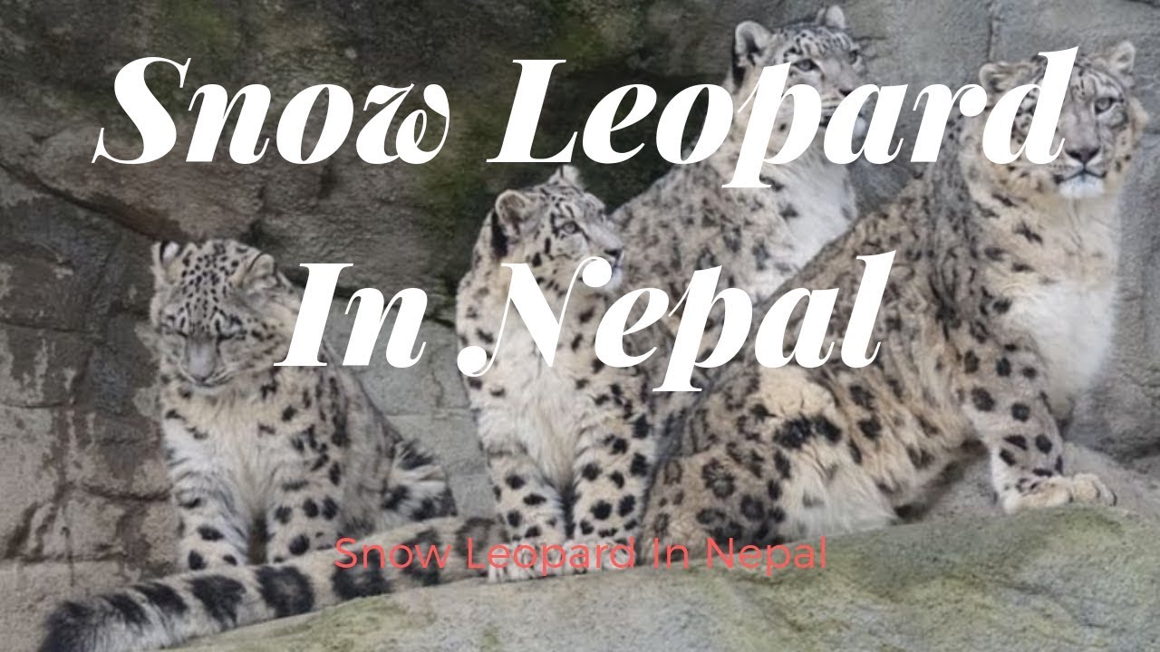 Snow Leopard Nepal Himalayas - YouTube