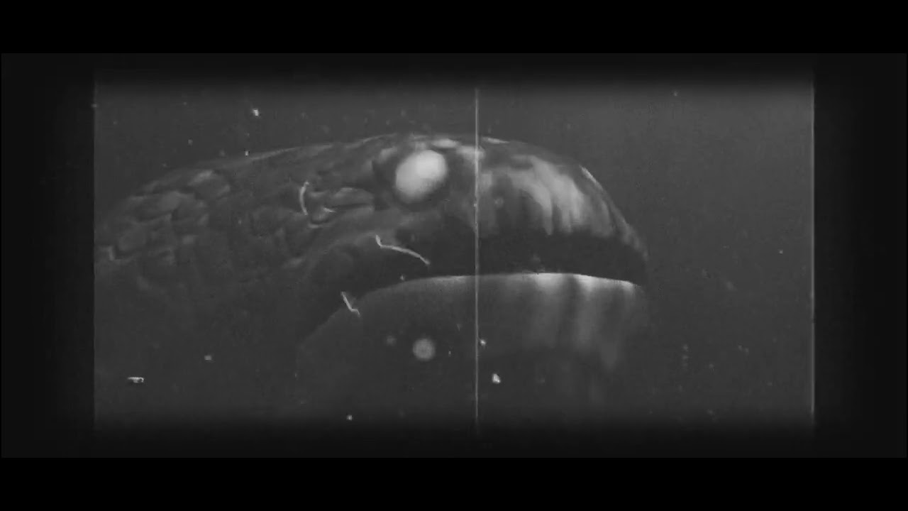 The bloop vs El gran maja - historical footage //1956 - 1968// - YouTube