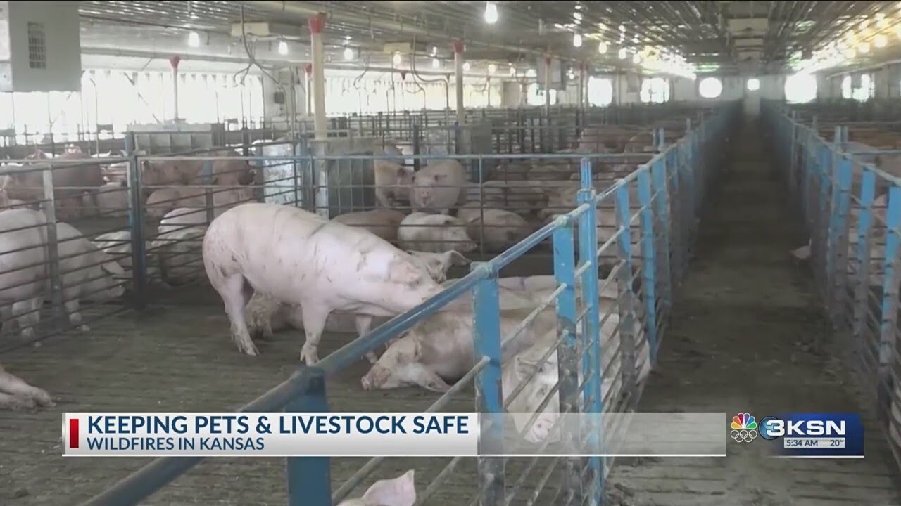 Preparing livestock, pets for fire season and severe weather - YouTube