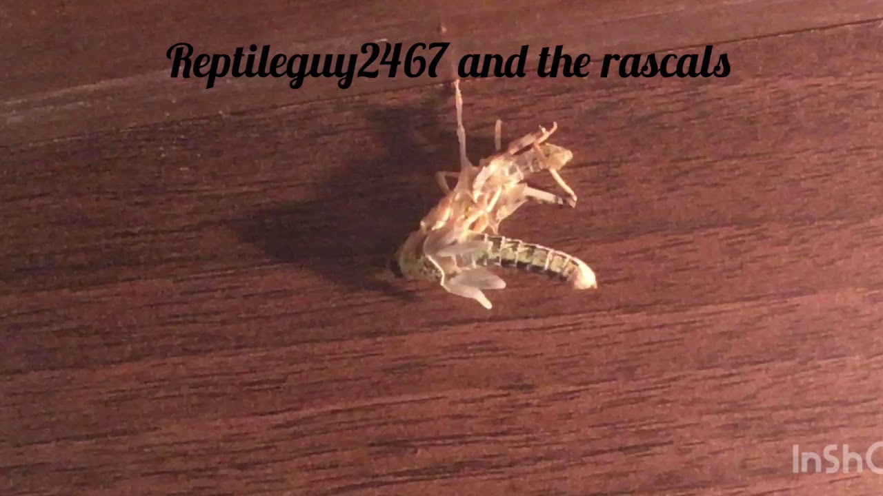 Locust shedding - YouTube