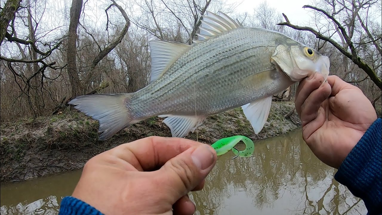 White bass Run Dallas Texas 2023 - YouTube