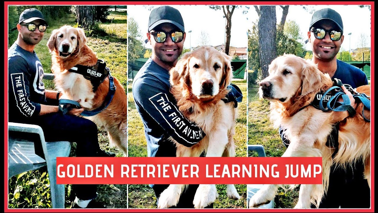 Italian Golden Retriever learning Jump | Filippo the Golden Retriever ...