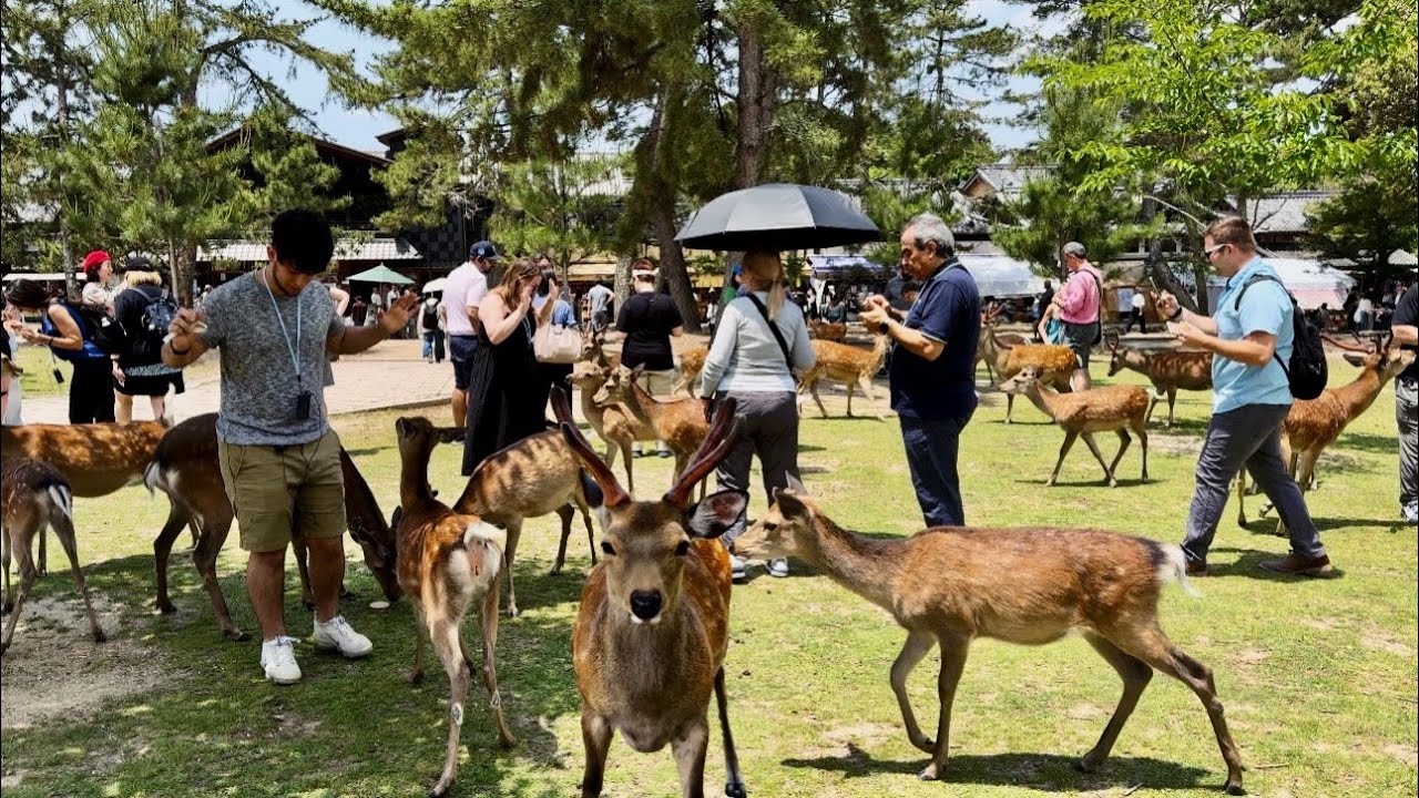 Must Visit Nara Deer Park in Japan - The Most Beautiful Place 奈良公園 ...