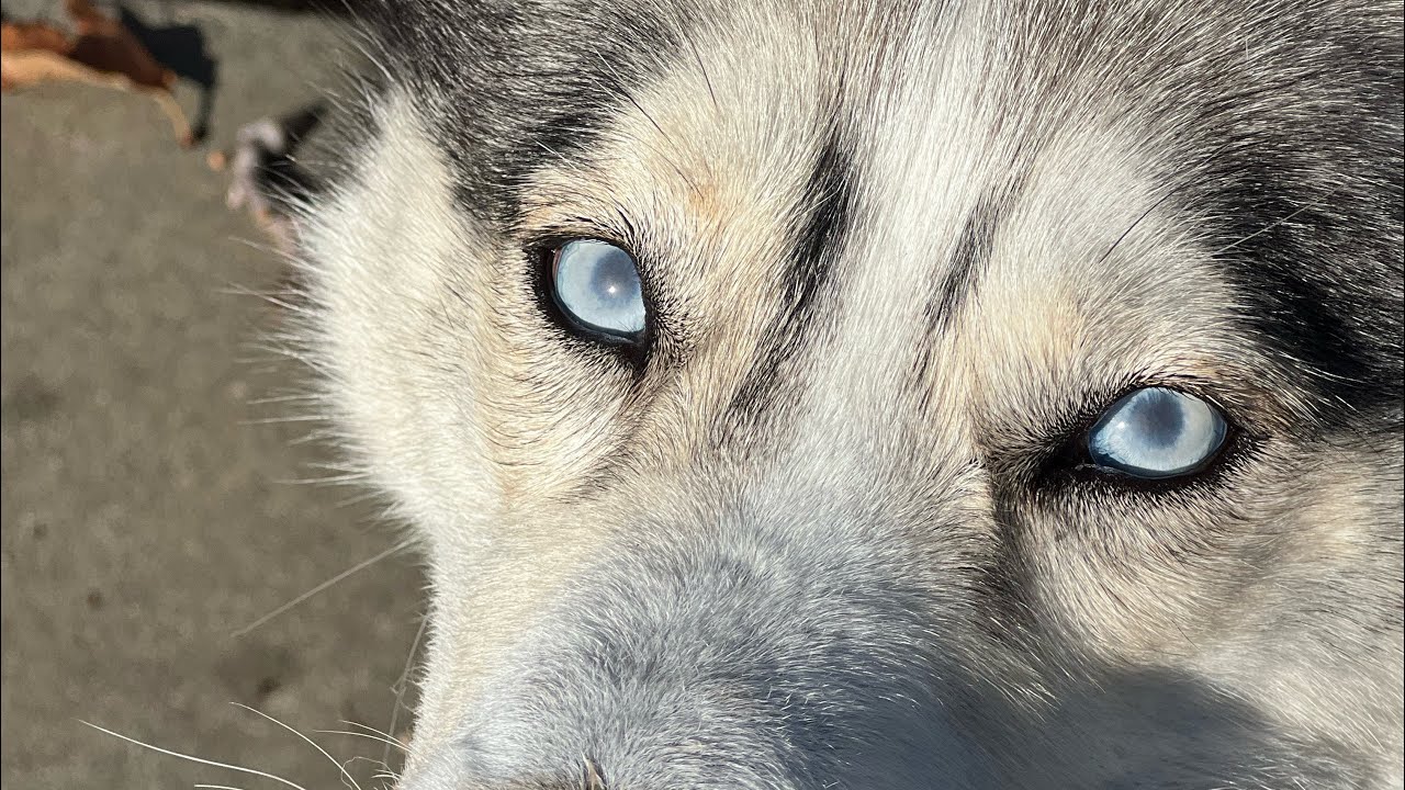 Siberian Husky Chasing Ducks in the Pond - YouTube