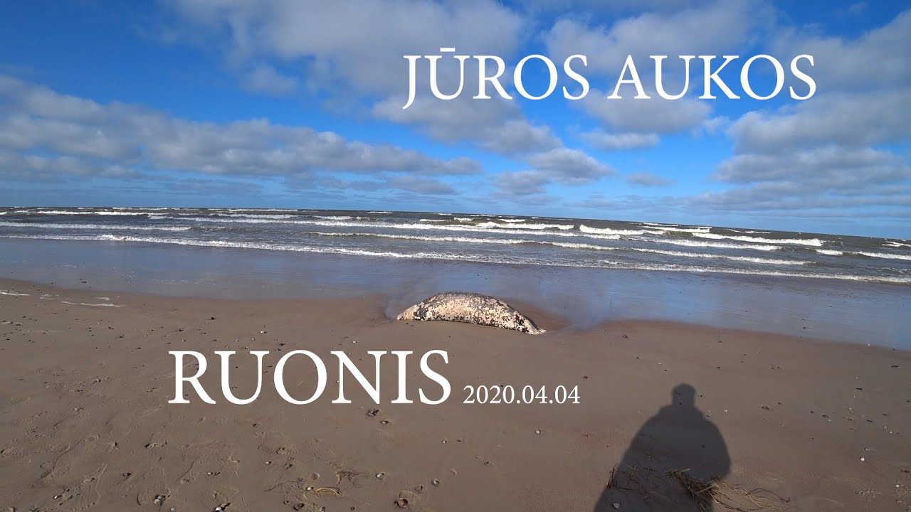 Ruonis - YouTube