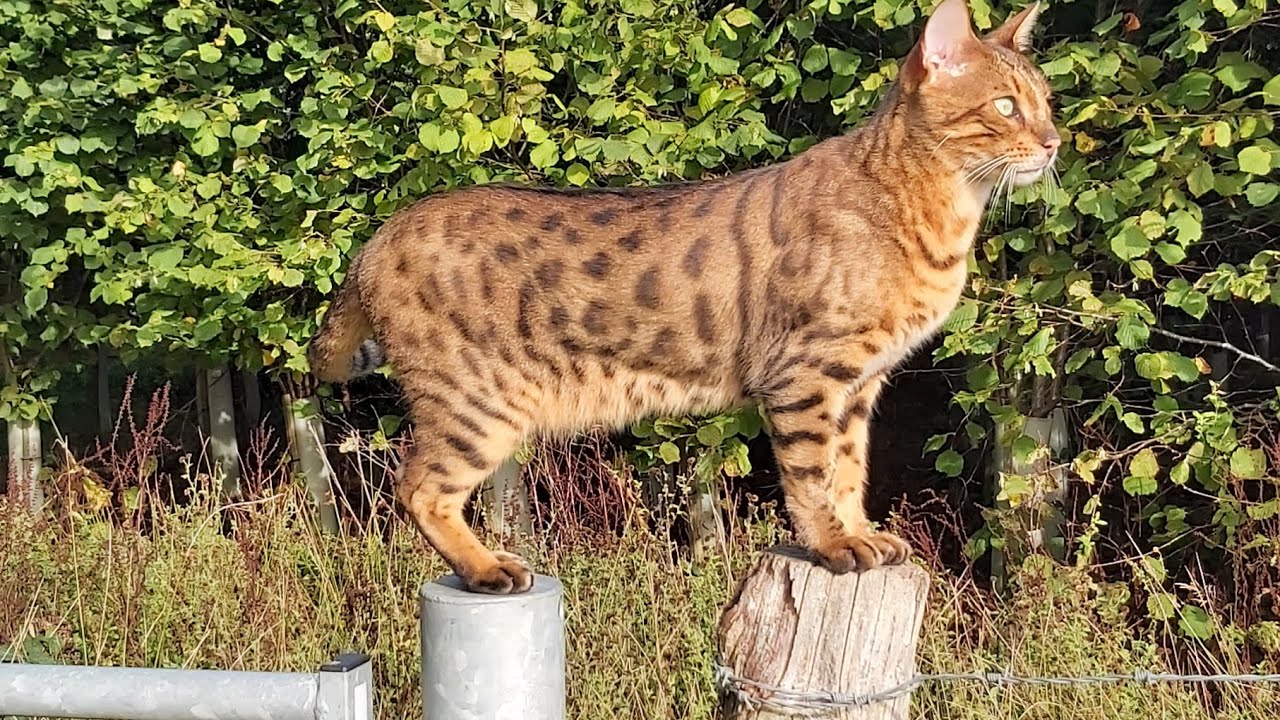 Bengal Leopard Cats they like to be in nature - YouTube