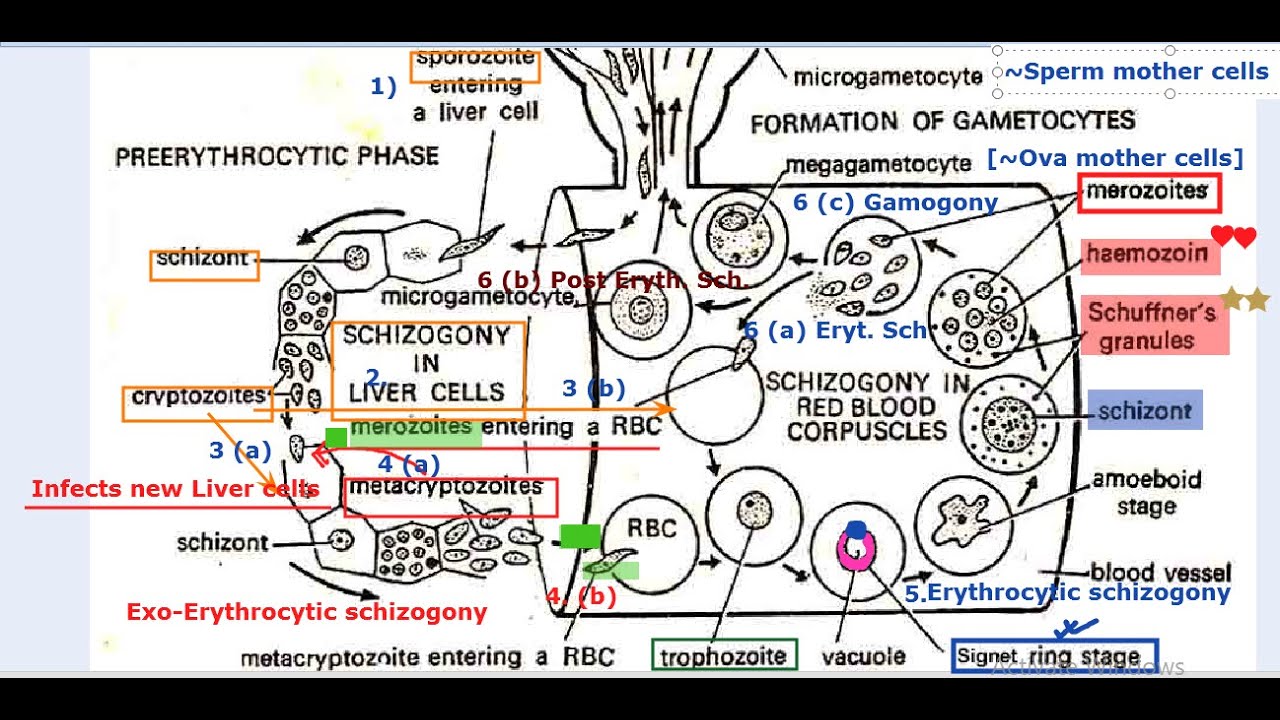 Malaria - Disease, Pathogen and Life cycle of Pathogen-2/Human Health ...