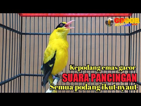kepodang emas gacor SUARA PANCINGAN ini membuat DALAM SEKEJAP burung ...