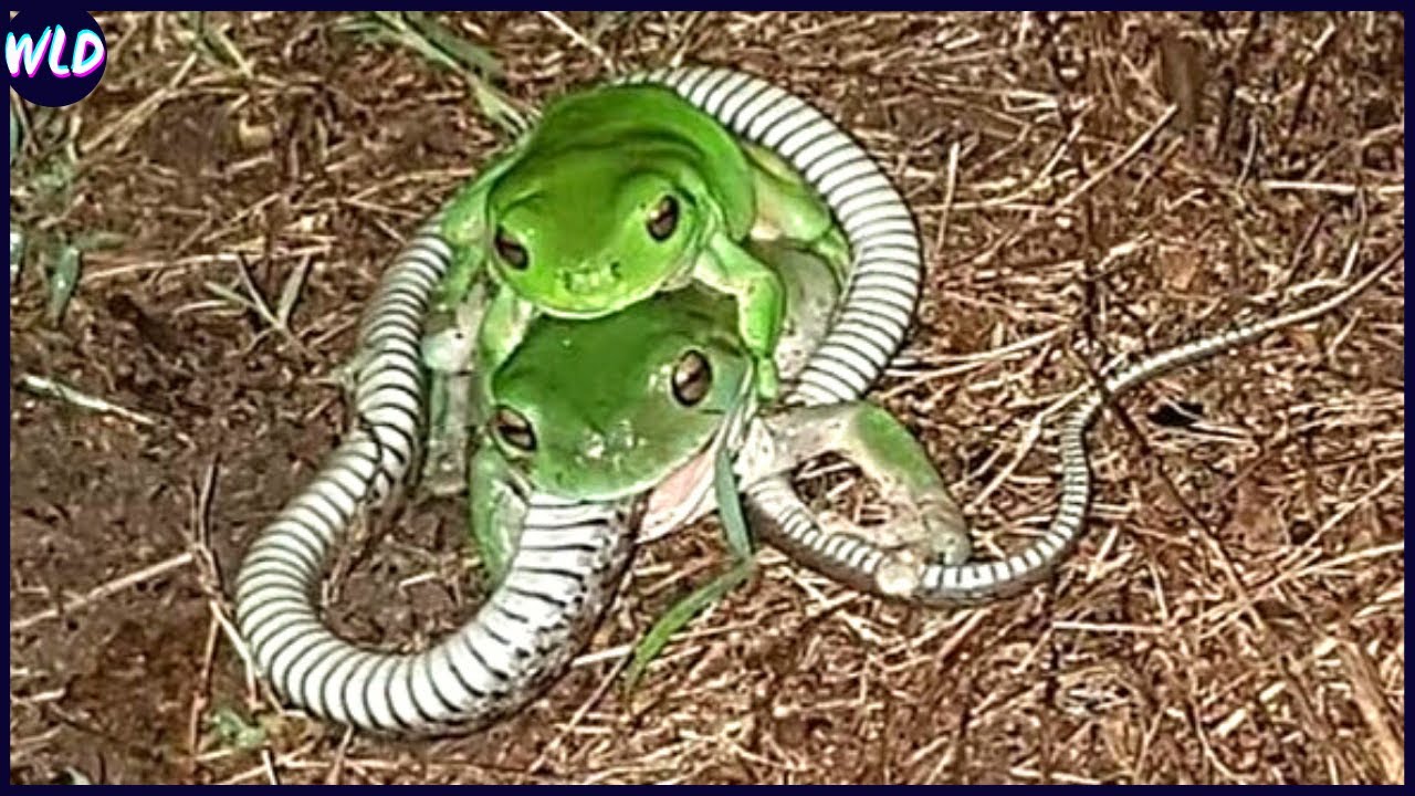 10 Times Snakes Messed With The Wrong Animal - YouTube