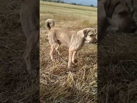 KANGAL  MALAKLI KARMASI