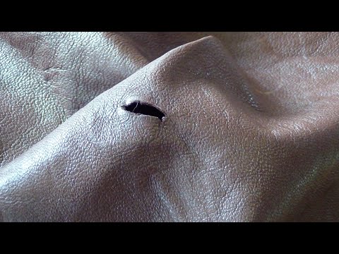 Repairing a Tear in Leather. Repairs Tips for Tears and Cuts in Leather Jacket and Sofa