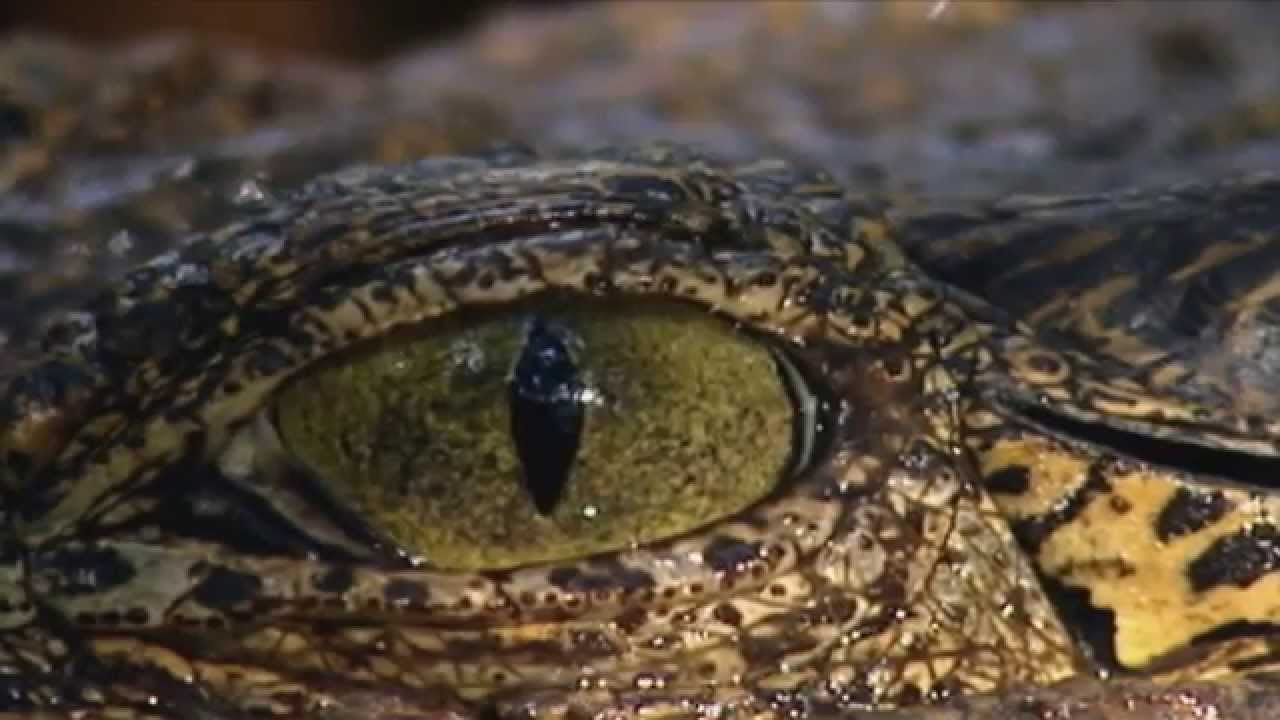 Peces monstruosos - YouTube
