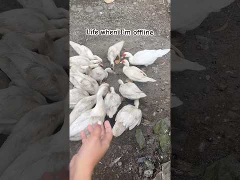 Province Girl #filipinoyoutuber #philippines #provincelifeinthephilippines #filipina #ducks
